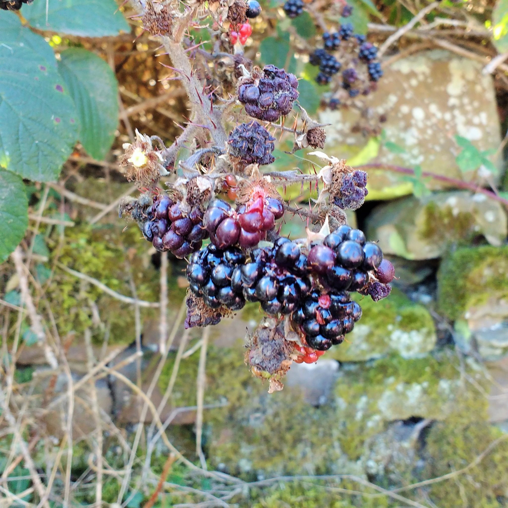 We're Going On A Blackberry Hunt — Lucy At Home